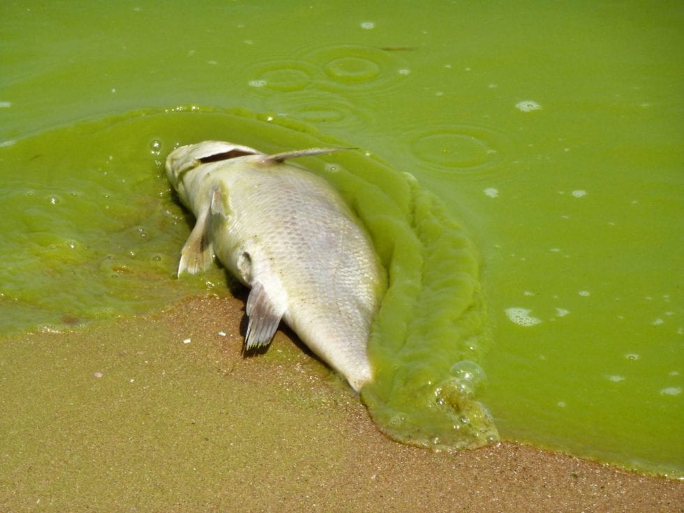 Algal Blooms | GLISA