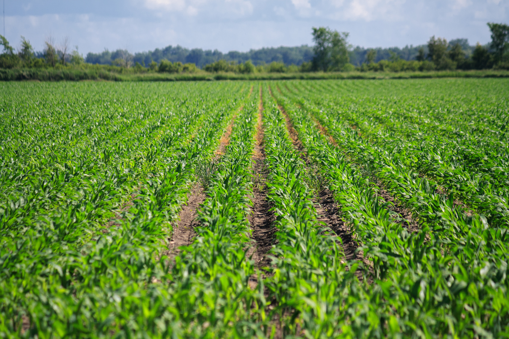 Evaluation of Frost Protection as an Adaptation Strategy | GLISA